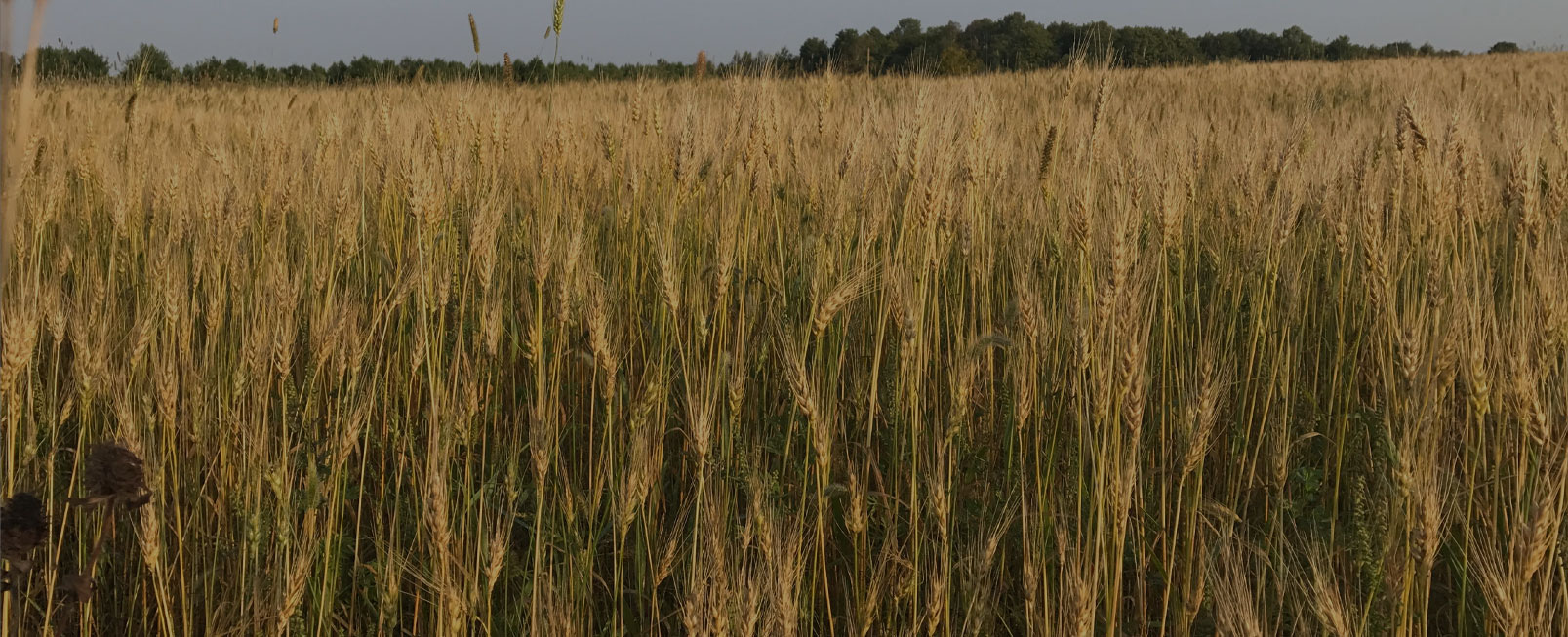 Cherry Abstract - Hatch Distilling Co.